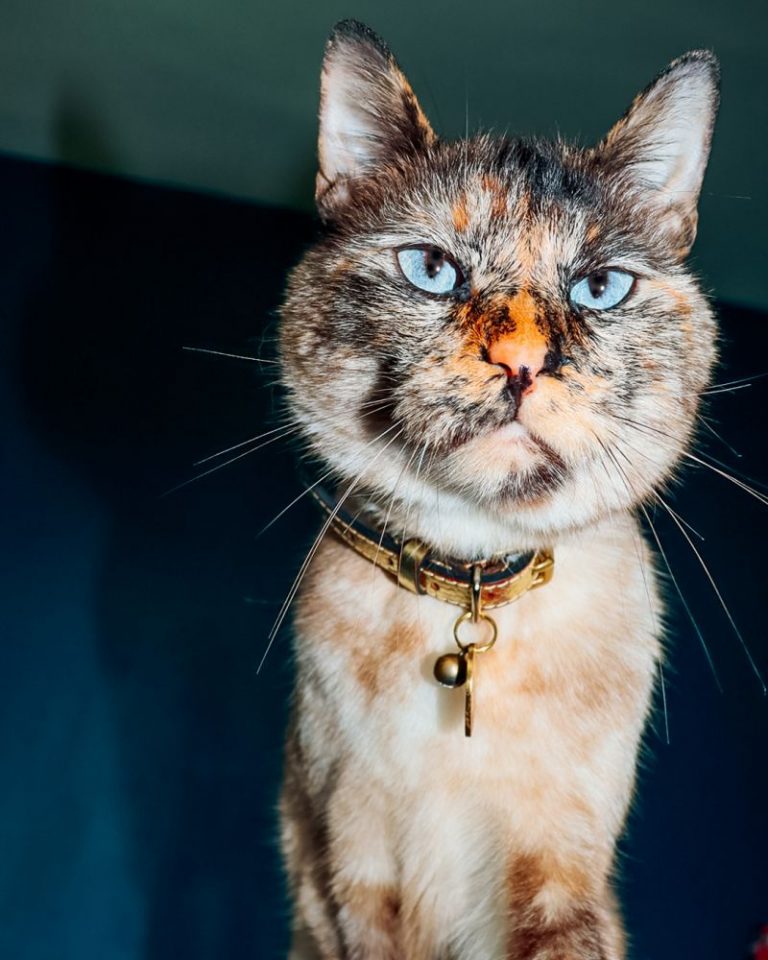 L'histoire de chat : Iris, une belle Siamoise ! - Matou Chat Magazine