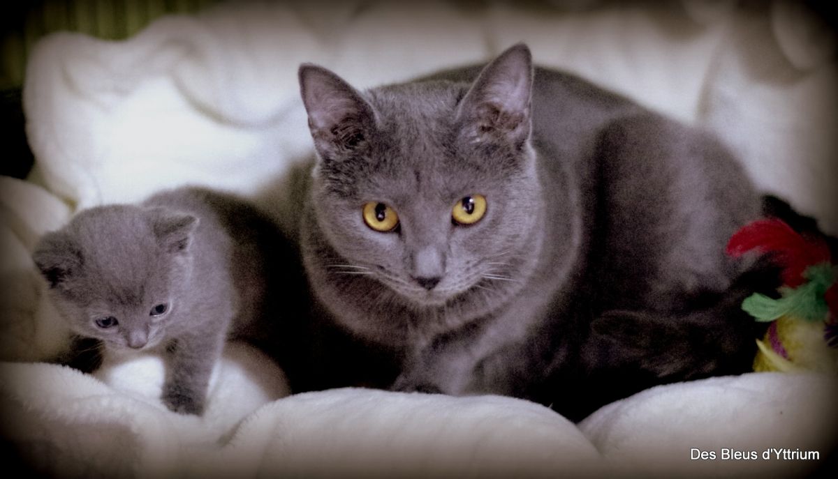 Chaton Chartreux - Matou Chat Magazine