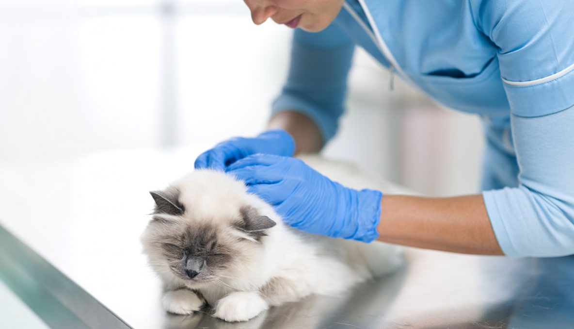 Parasites externes - Matou Chat Magazine