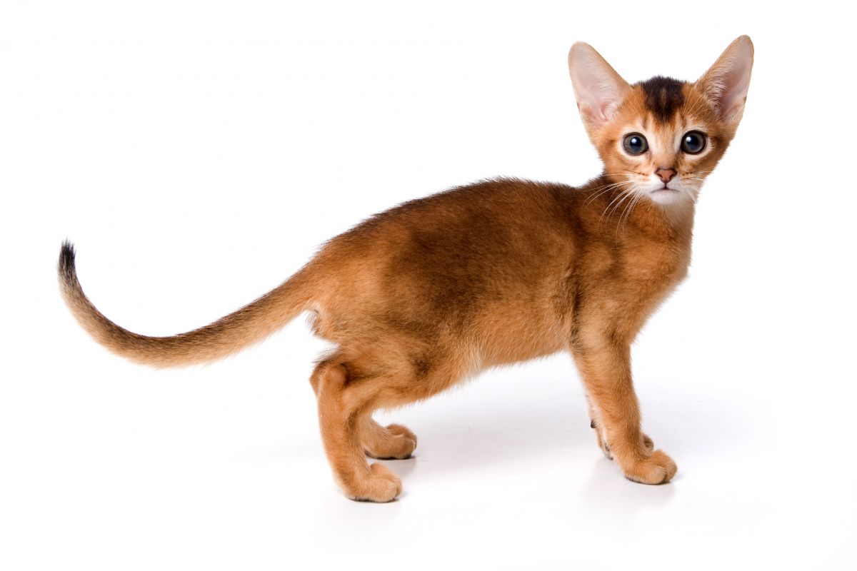 L'Abyssin : un chat pas comme les autres - Matou Chat Magazine